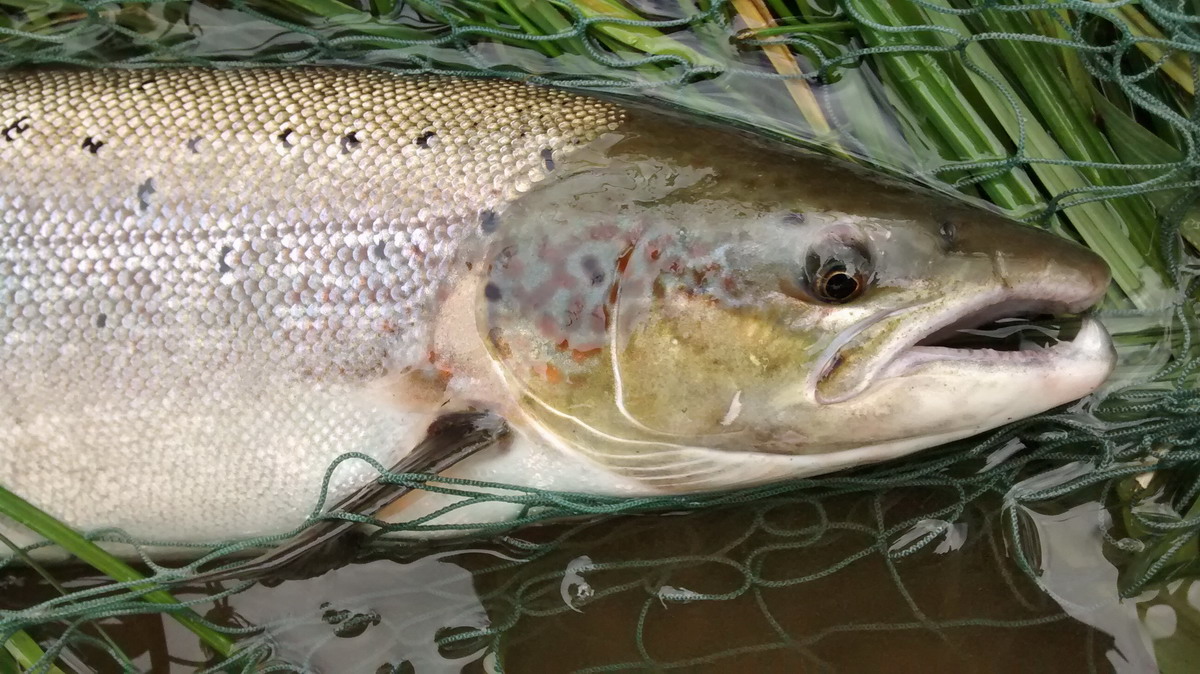 How to catch a fish – Blue Zulu Fly Fishing