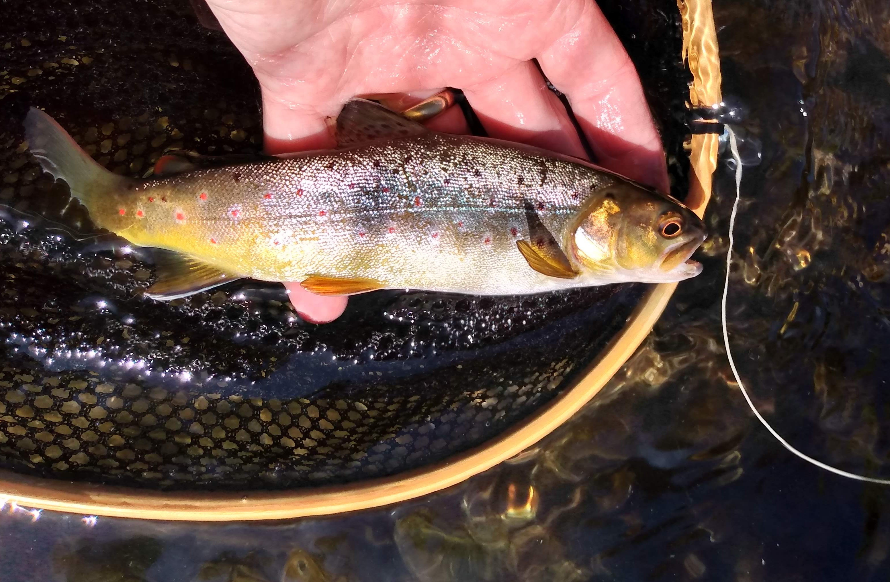 Guided trout fishing – Blue Zulu Fly Fishing